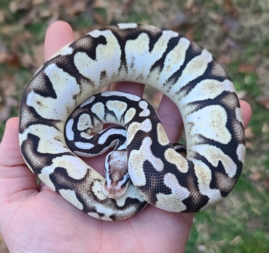 Pastel Calico VPI Axanthic Het Clown Ball Python by Cold Blooded Scalywags