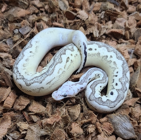 Pastel Calico VPI Axanthic Clown Ball Python by Cold Blooded Scalywags