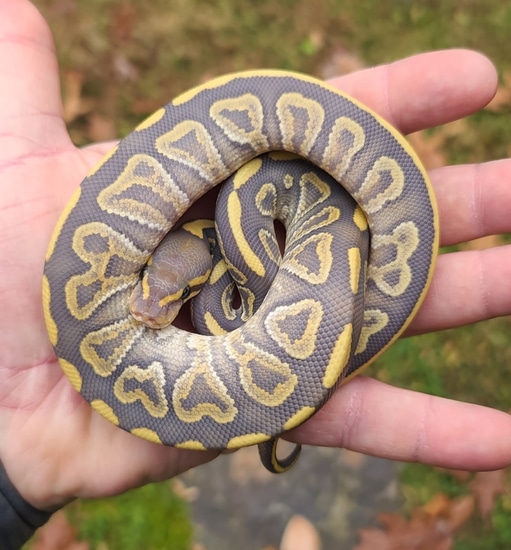 Mojave Hypo Ball Python by Cold Blooded Scalywags
