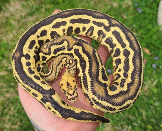 Fire Yellow Belly Leopard Hurricane Clown Ball Python by Cold Blooded ...