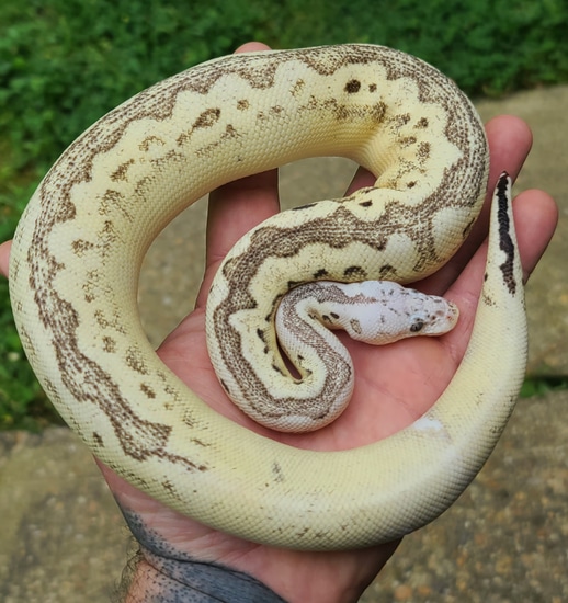 Pastel Calico VPI Axanthic Clown Ball Python by Cold Blooded Scalywags