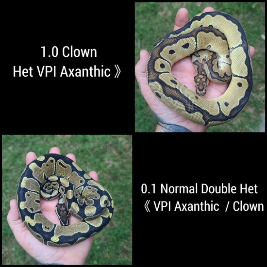 Vpi Axanthic Clown Breeder Pair Ball Python by Cold Blooded Scalywags
