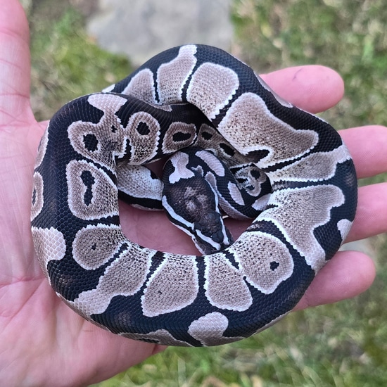 VPI Axanthic Het Clown Ball Python by Cold Blooded Scalywags