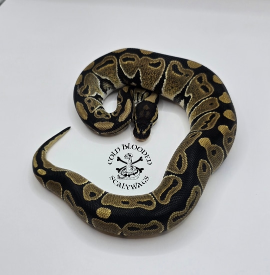 Normal Double Het VPI Axanthic Clown Ball Python by Cold Blooded Scalywags