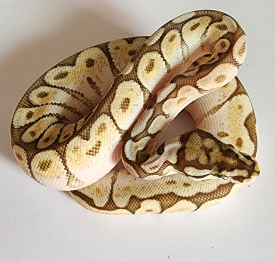Queen Bee Ball Python by Salmon River Reptiles