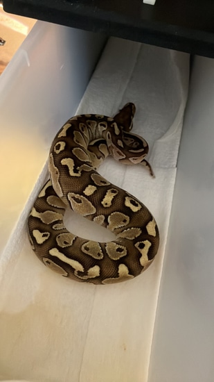 4 Snakes One Great Deal Male And Female Ball Python by Goodspeed ...
