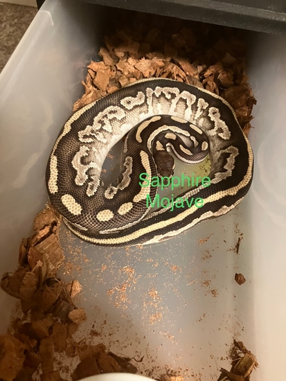 Sapphire Mojave Ball Python by Goodspeed’sAdirondack Ball pythons/Boas ...