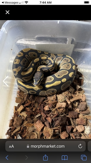 Trio Deal Ball Python by Goodspeed’sAdirondack Ball pythons/Boas&Reptiles
