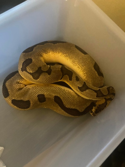 Enchi Orange Dream Blade Clown Ball Python by Goodspeed’sAdirondack ...