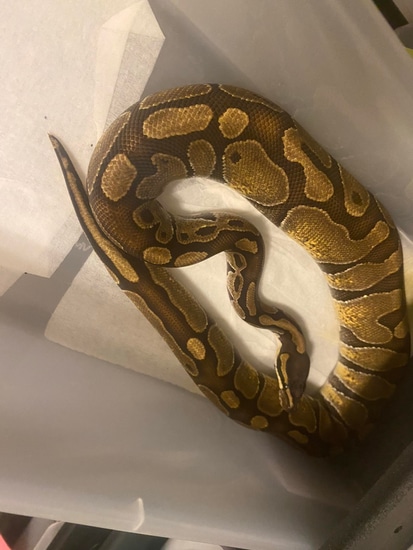 3 Snakes One Sweet Deal Chocolate Enchi Yb Enchi And A Cinnamon Or ...