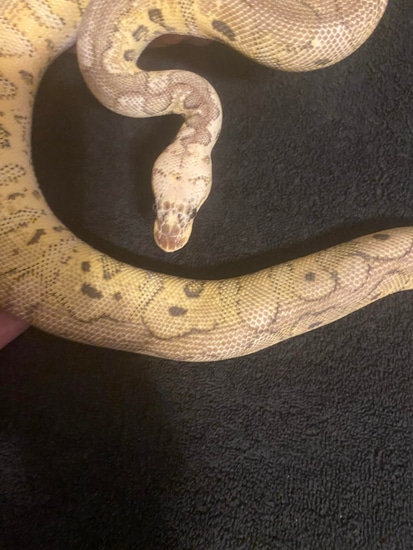 Killer Clown Ball Python by Goodspeed’sAdirondack Ball pythons/Boas ...