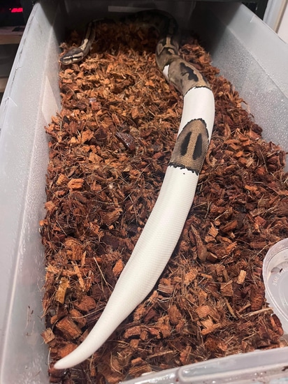 Pied Ball Python by Goodspeed’sAdirondack Ball pythons/Boas&Reptiles