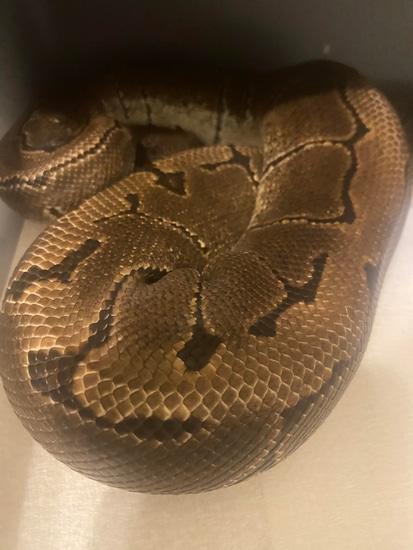 Pinstripe Ball Python by Goodspeed’sAdirondack Ball pythons/Boas&Reptiles