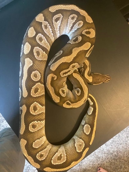 Butter Bel Maker Ball Python by Goodspeed’sAdirondack Ball pythons/Boas ...