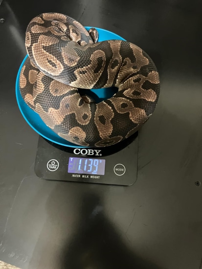 Dh Clown Pied Pos Crypton Ball Python by Goodspeed’sAdirondack Ball ...