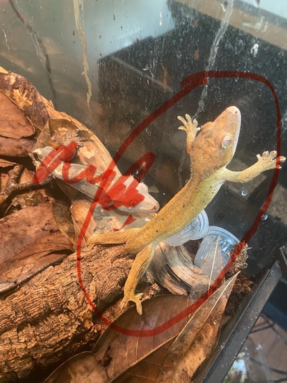 Crested Geckos by Goodspeed’sAdirondack Ball pythons/Boas&Reptiles