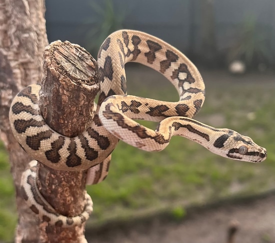 Caramel Jag DH Snow Other Carpet Python by TJReptiles