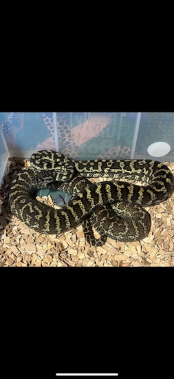 Caramel Zebra Het Albino Other Carpet Python by TJReptiles
