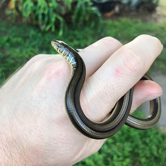 Baby Eastern Legless Lizards by Tom Bailey Reptiles