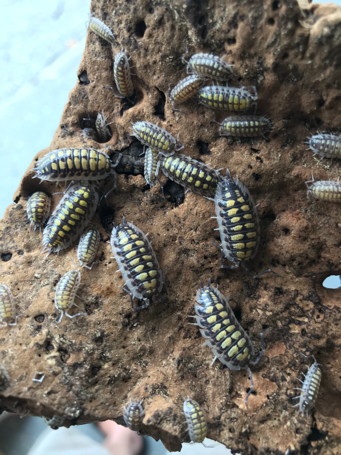 Porcellio Haasi - High Yellow Isopod by Tom Bailey Reptiles - MorphMarket