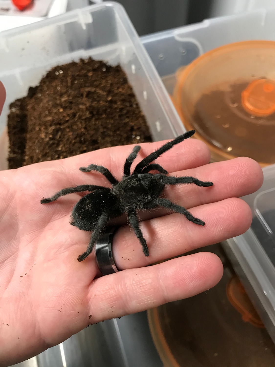 Brazilian Black Tarantula by Tom Bailey Reptiles - MorphMarket