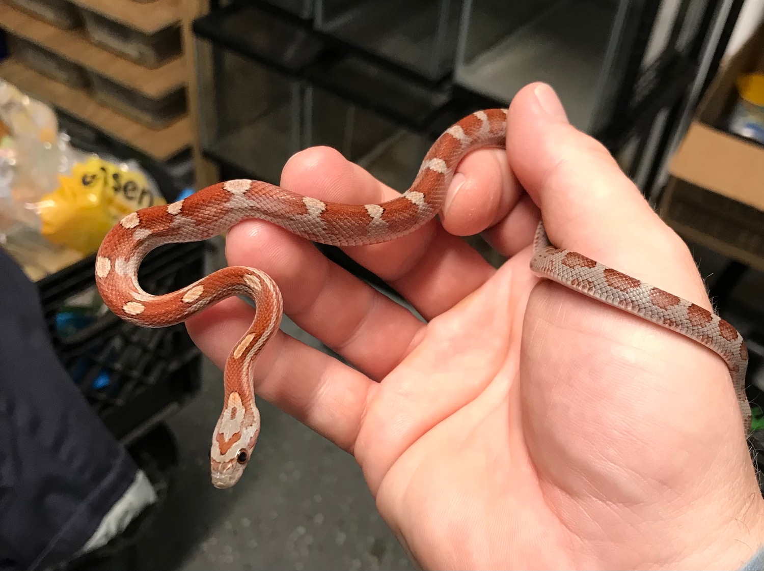 Masque Bloodred Motley 100% Het Cinder 50% Het Amelanistic 50% Het ...