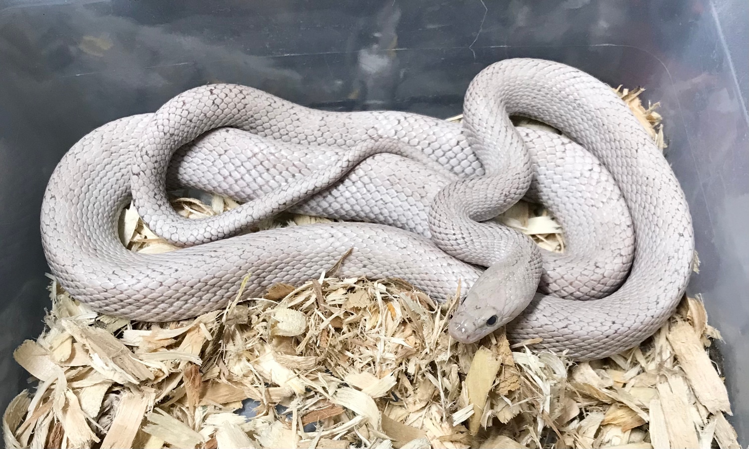 Bloodred Motley Masque Ultramel Cinder Corn Snake by Tom Bailey ...