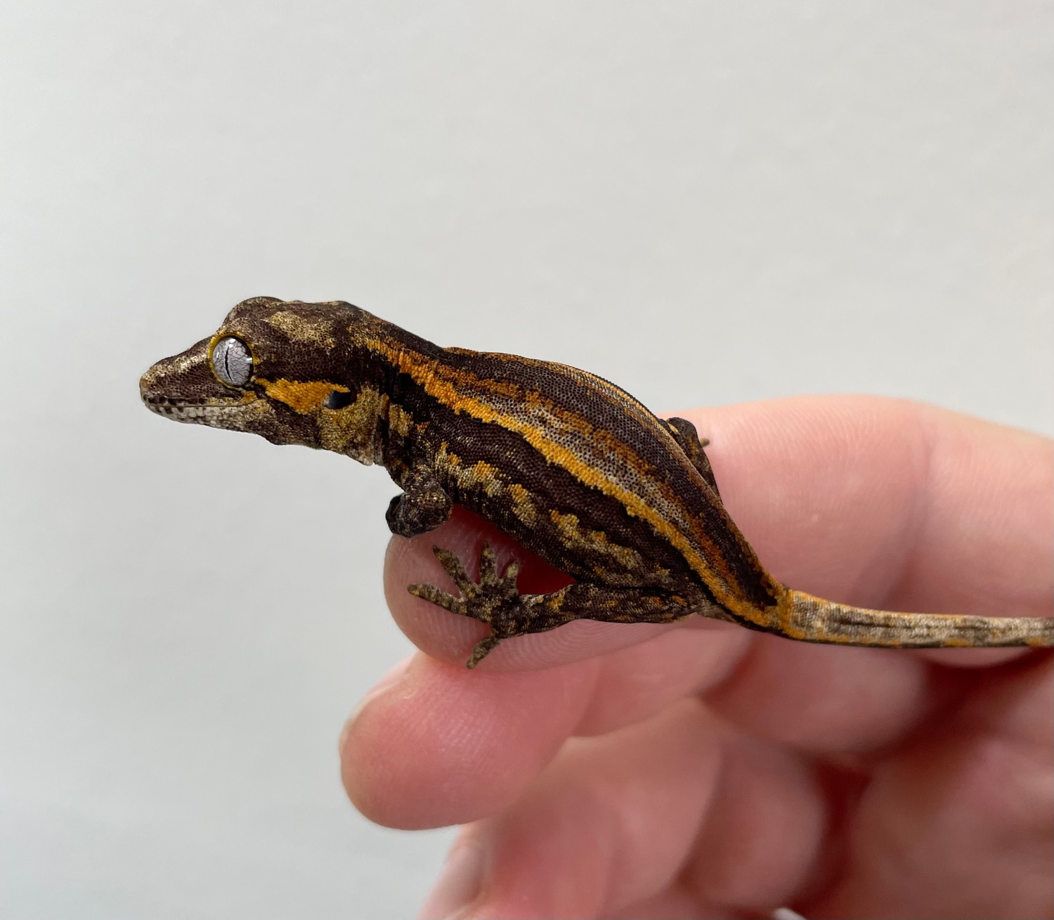 Red And Orange Super Stripe Gargoyle Gecko by Tom Bailey Reptiles ...