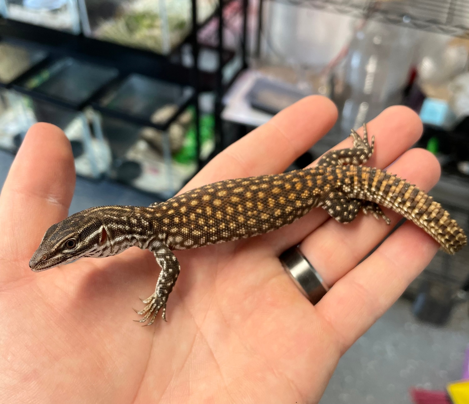 Baby Red Ackies Spiny-Tailed Monitor by Tom Bailey Reptiles - MorphMarket