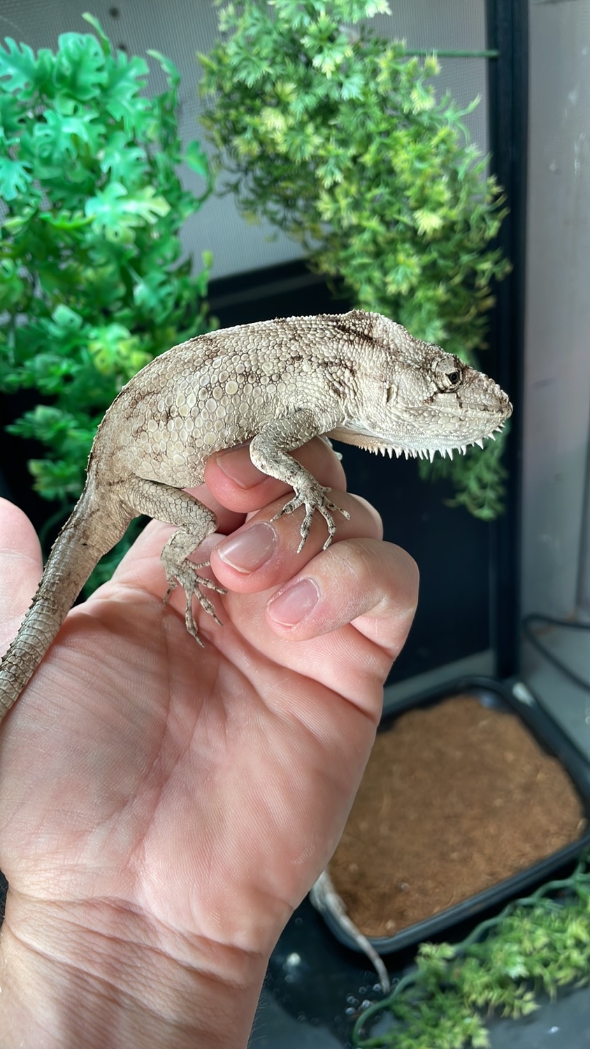 Bearded Anole Pair More Lizard by Tom Bailey Reptiles - MorphMarket