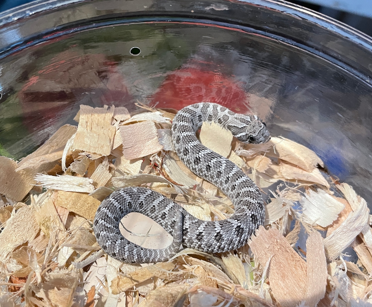 Green Line Axanthic Western Hognose by Tom Bailey Reptiles - MorphMarket