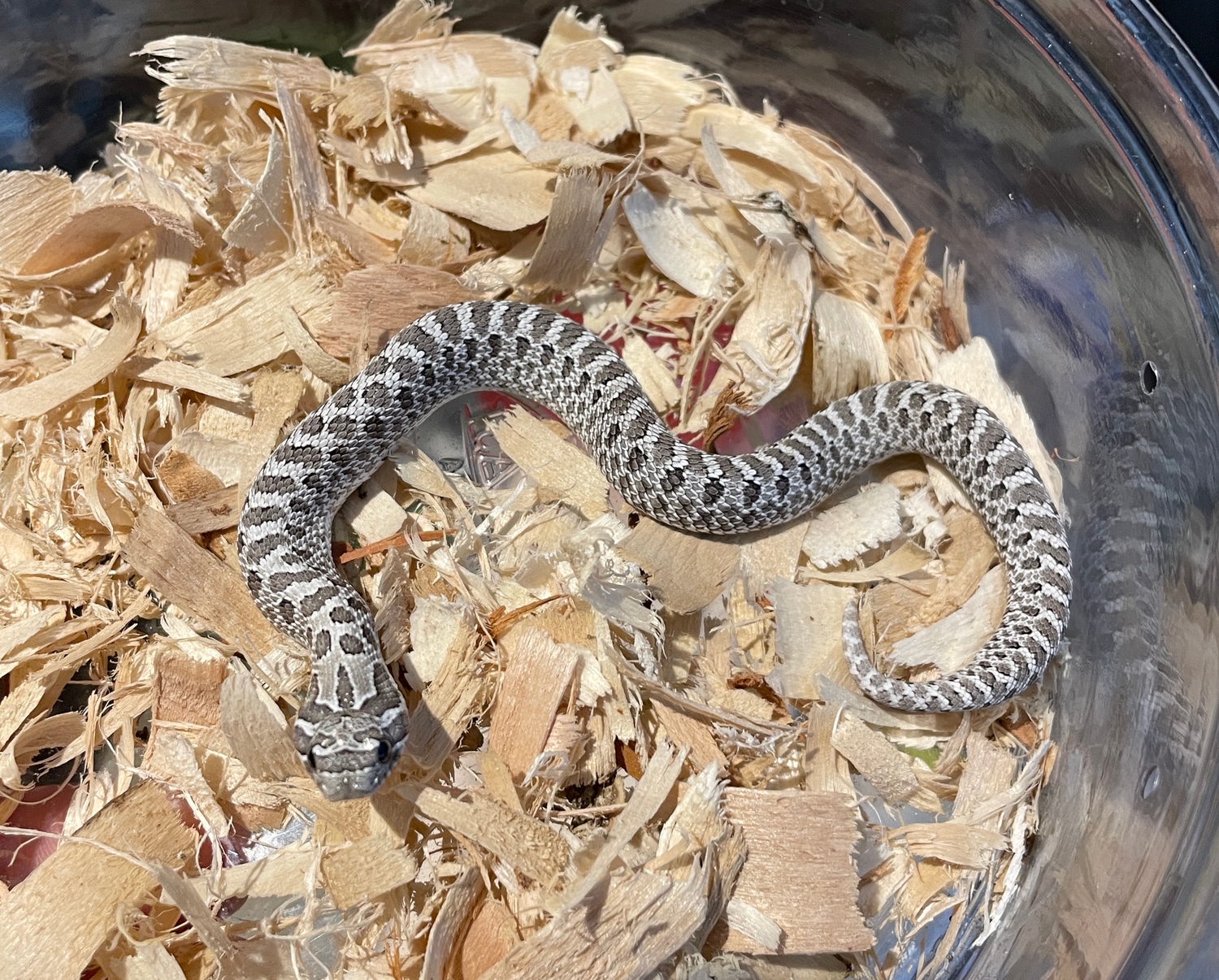 Green Line Axanthic Western Hognose by Tom Bailey Reptiles - MorphMarket