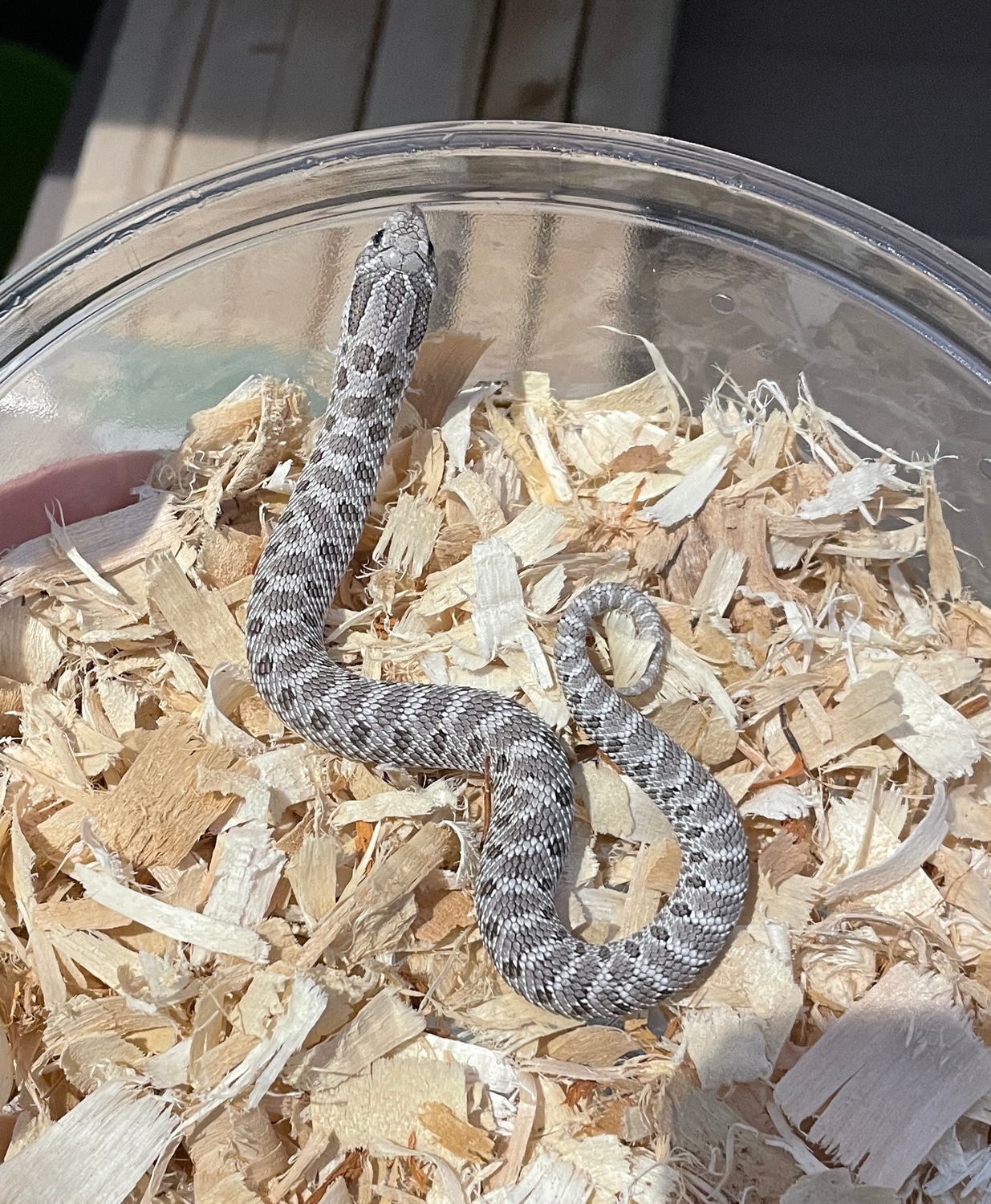 Green Line Axanthic Western Hognose by Tom Bailey Reptiles - MorphMarket