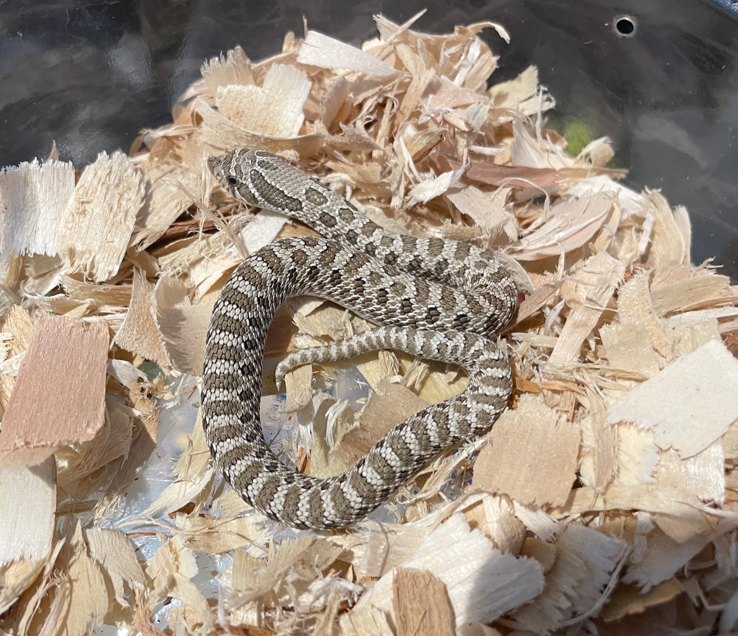 Green Line Het Axanthic Western Hognose by Tom Bailey Reptiles ...
