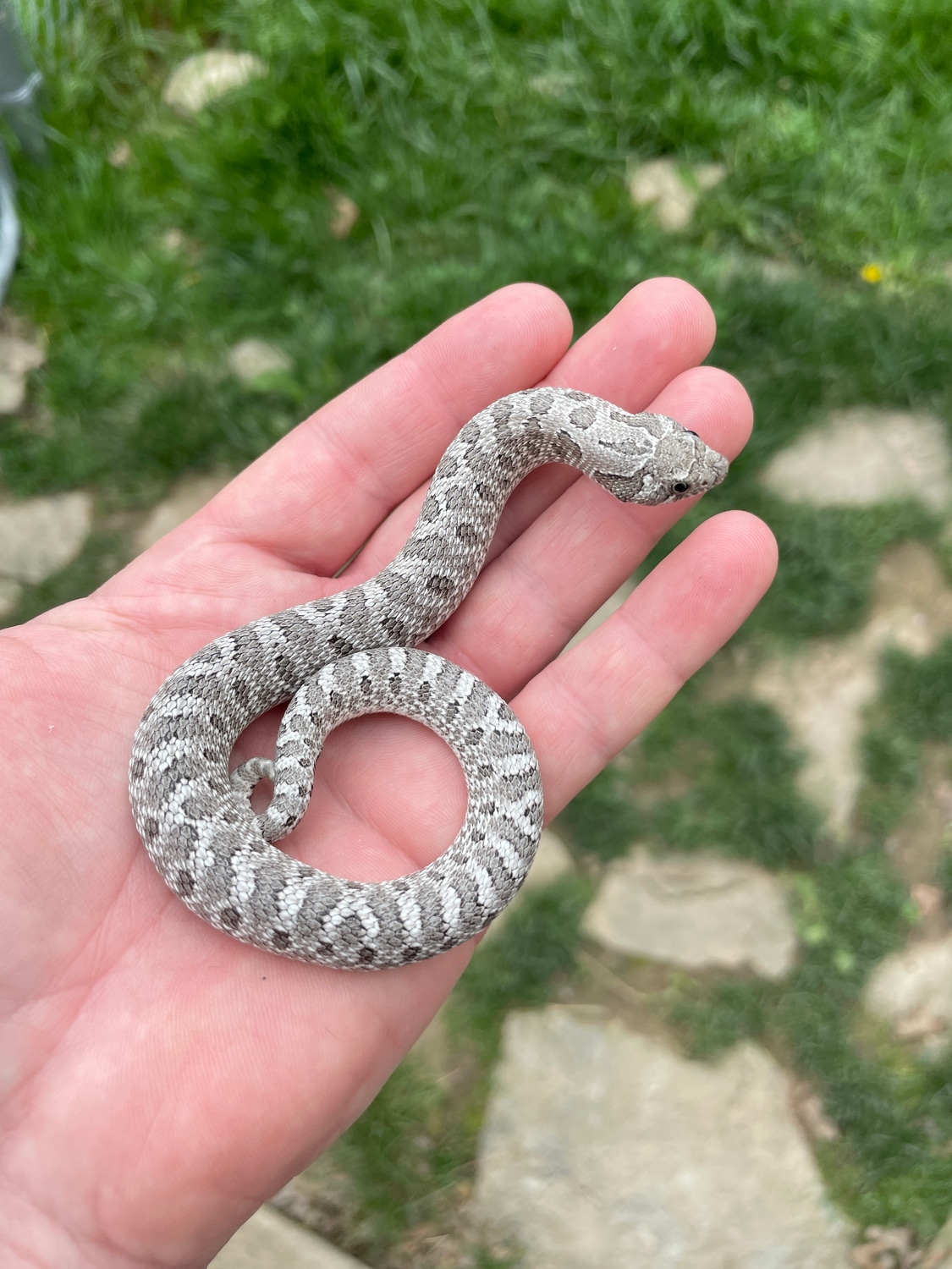 Greenline Axanthic Western Hognose by Tom Bailey Reptiles - MorphMarket