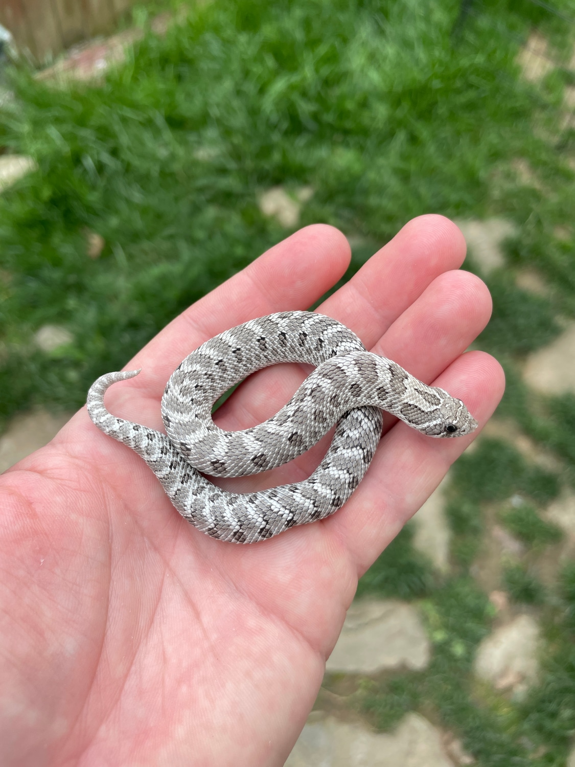Greenline Axanthic Western Hognose by Tom Bailey Reptiles - MorphMarket