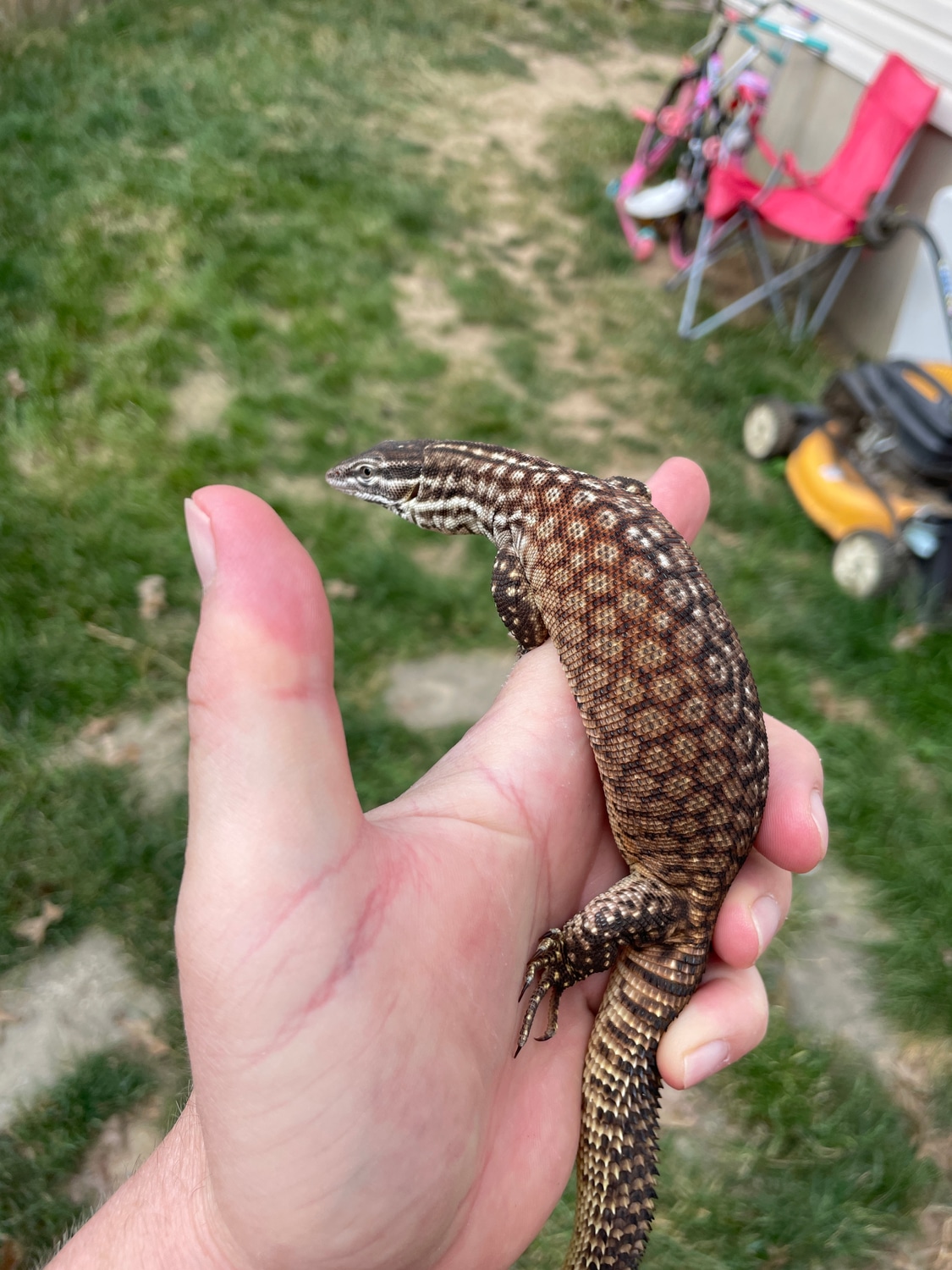 Probable Female Red Ackie Spiny-Tailed Monitor by Tom Bailey Reptiles ...