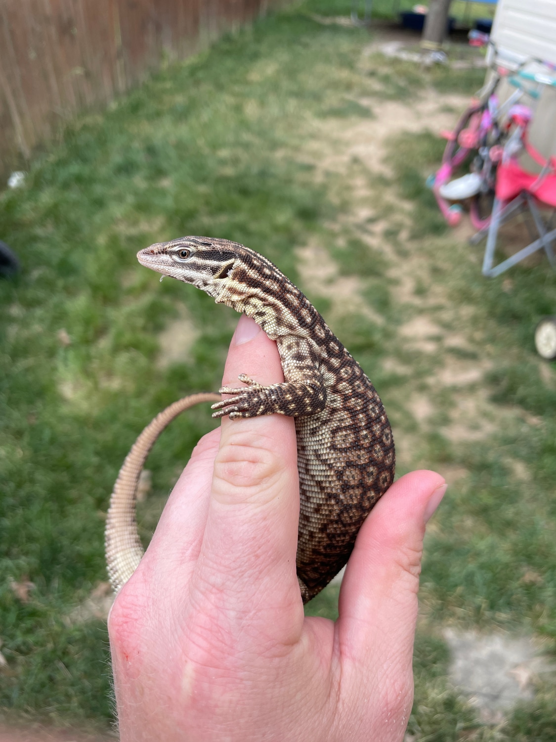 Probable Male Red Ackie Spiny-Tailed Monitor by Tom Bailey Reptiles ...