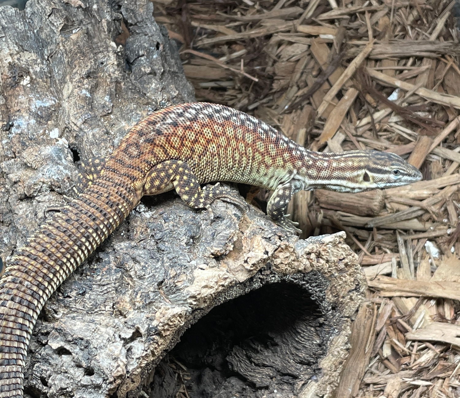 Young Female Red Ackie Spiny-Tailed Monitor by Tom Bailey Reptiles ...