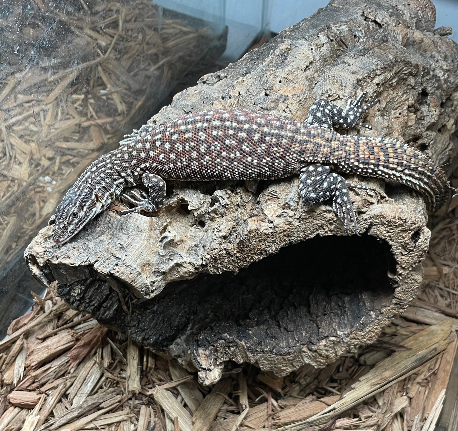 Young Male Red Ackie Spiny-Tailed Monitor by Tom Bailey Reptiles ...