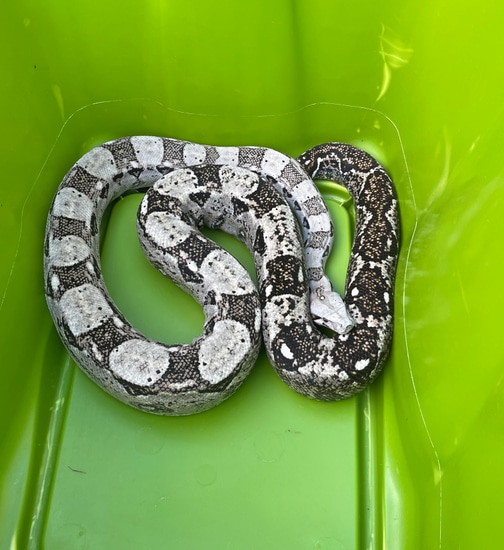 Pair Of Pure Crawl Cay Boas Boa Constrictor by Tom Bailey Reptiles