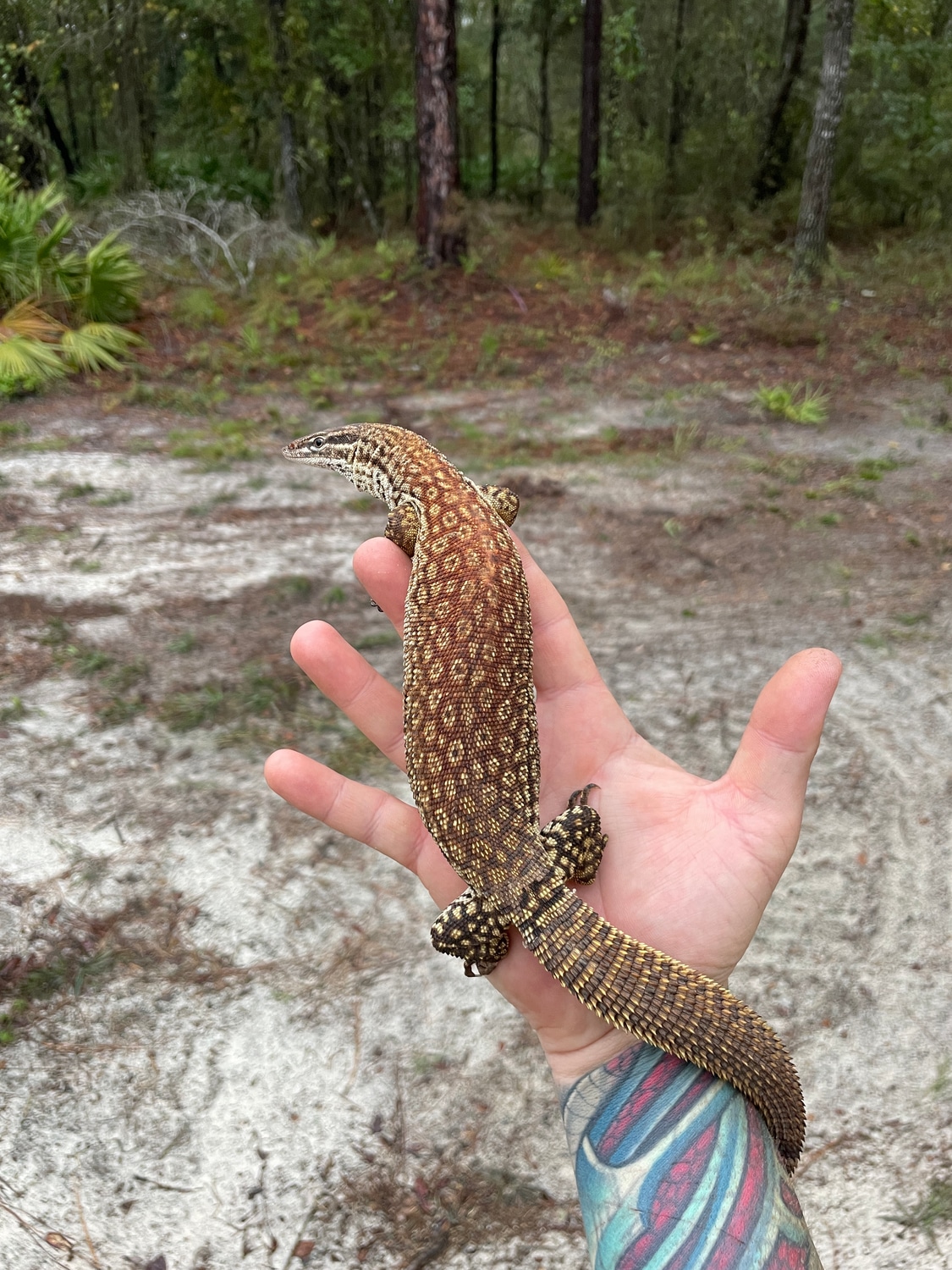Young Adult Female Red Ackie Ackie Monitor by Tom Bailey Reptiles ...