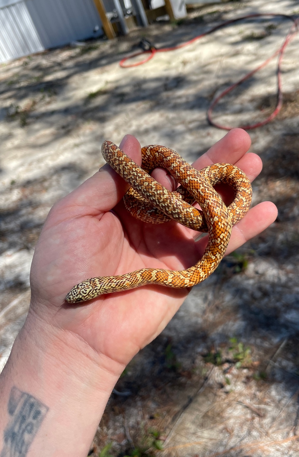 Hypo Het Snow Anery/Lavender South Florida Kingsnake by Tom Bailey ...