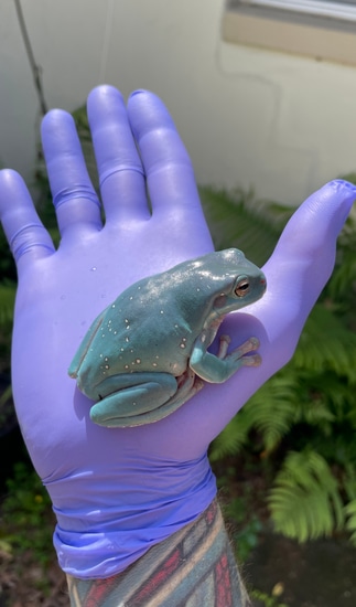 Super Blue Snowflake White's Tree Frog by Tom Bailey Reptiles