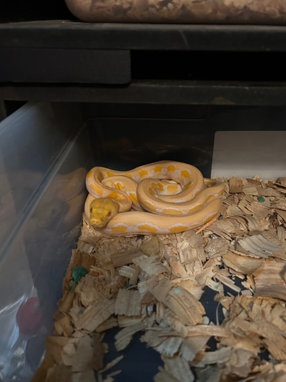 White Phase Albino Tiger Reticulated Python by Top G Retic