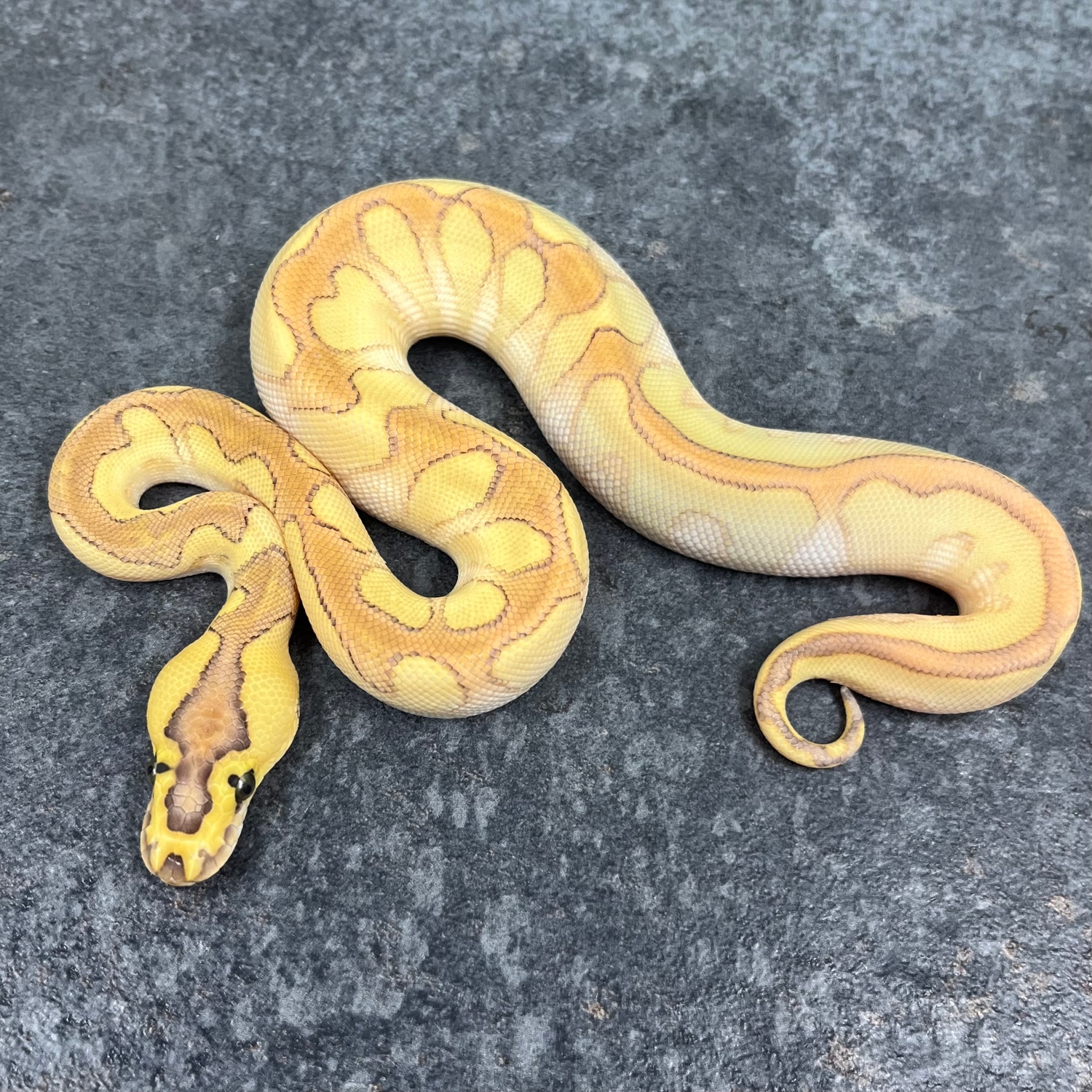 Enchi Butter Yellowbelly Clown Ball Python by Tom de Lepper Reptiles ...