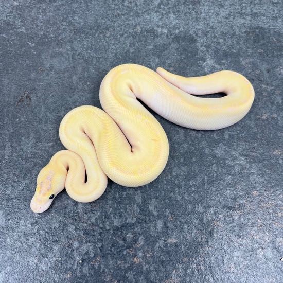 Enchi Orange Dream Ivory Clown Ball Python by Tom de Lepper Reptiles