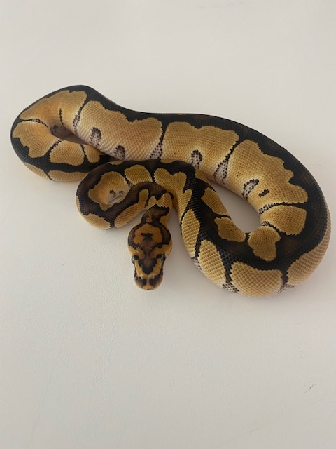 Clown Het Hypo Ball Python by Tom Ellis Constriction - MorphMarket