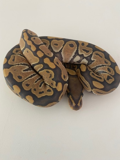 Hypo Het Clown Ball Python by Tom Ellis Constriction