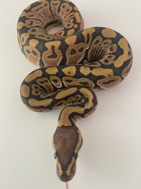 Hypo Het Clown Ball Python by Tom Ellis Constriction - MorphMarket